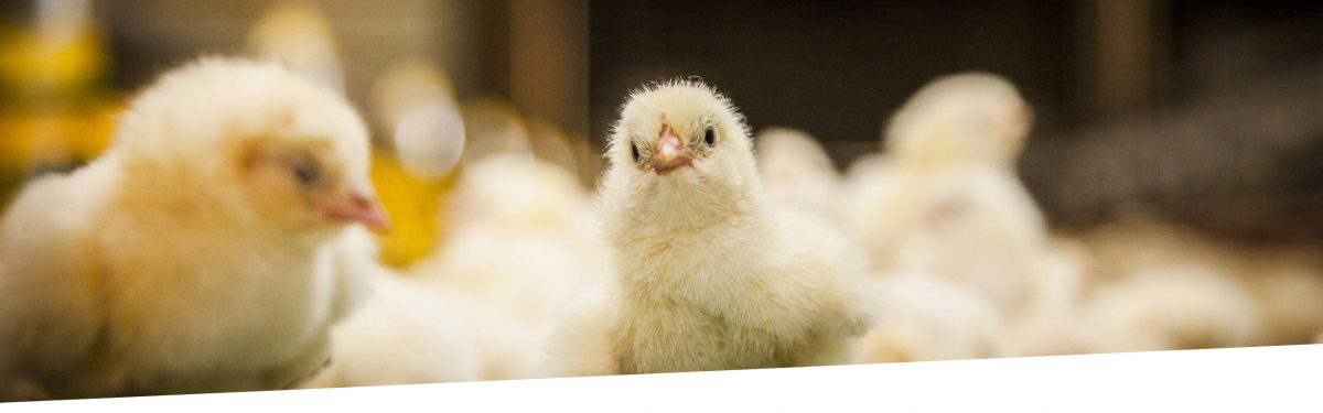 SOBRE NOSOTROS - Holland Poultry