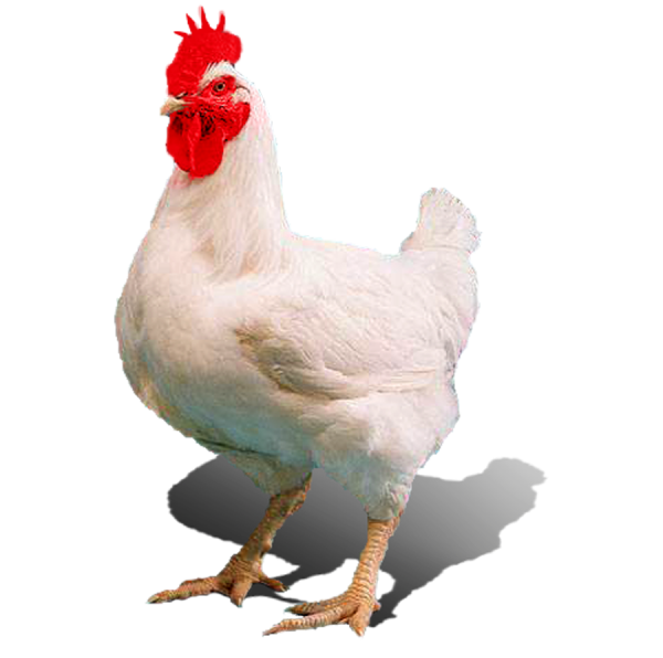 Holland Poultry